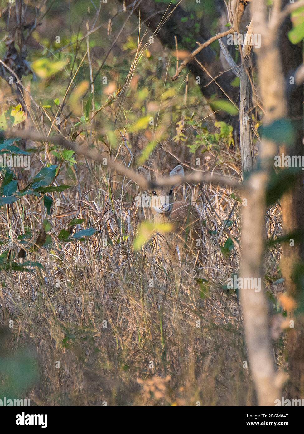 Chausingha in Pench National Park, Madhya Pradesh, India Stock Photo ...