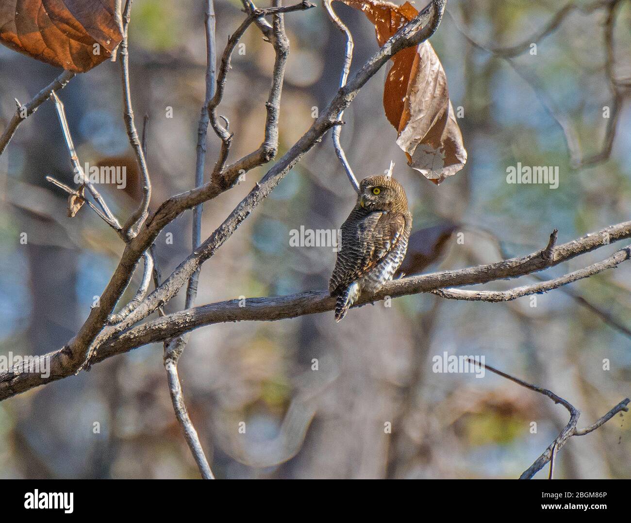 jungle owlet in Pench National Park, Madhya Pradesh, India Stock Photo ...