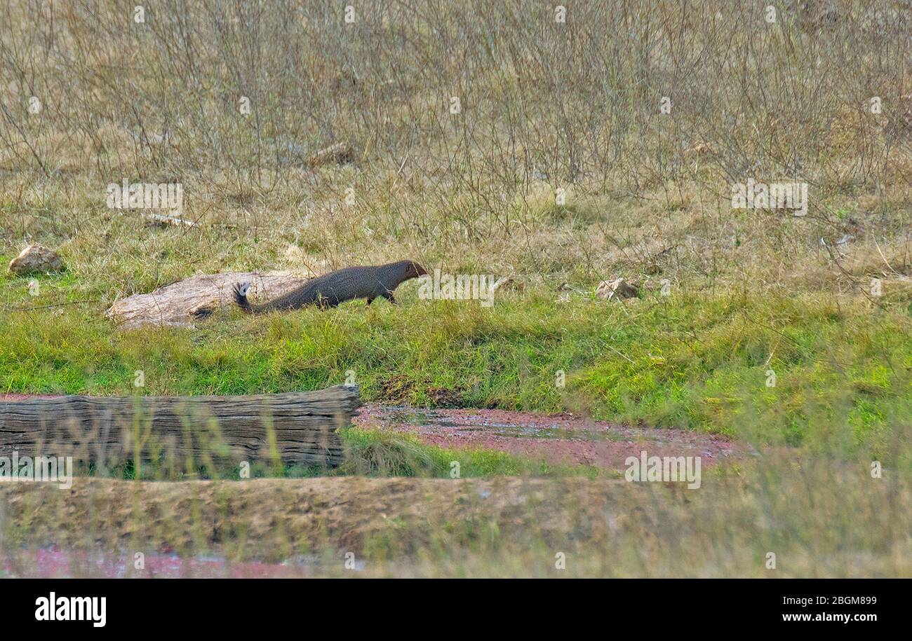 Mongoose jungle book hi-res stock photography and images - Alamy