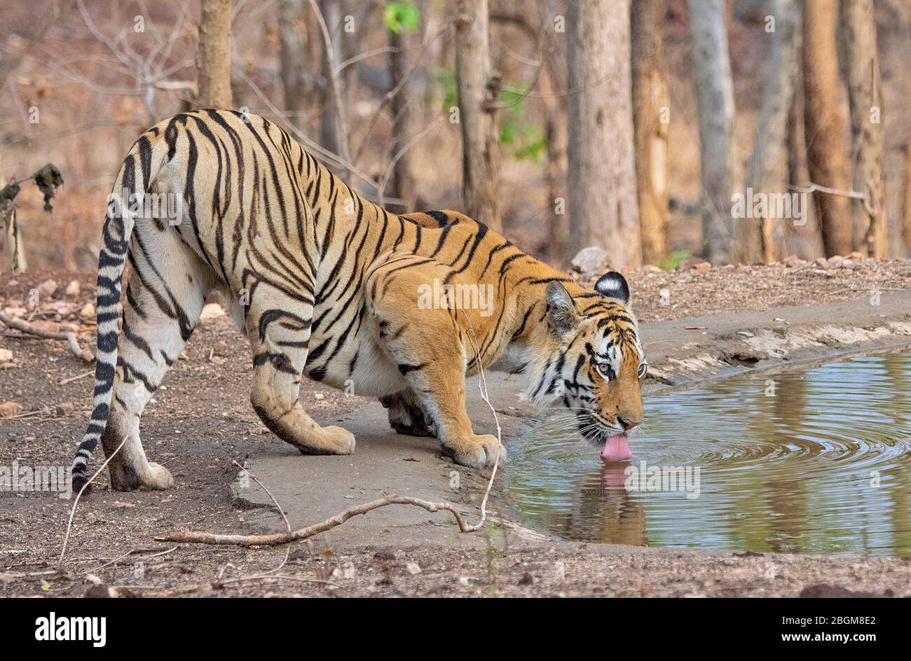 A Tiger drinking water at Pench National Park, Madhya Pradesh, India ...
