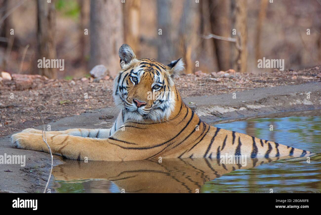 Pench tiger reserve forest hi-res stock photography and images - Alamy