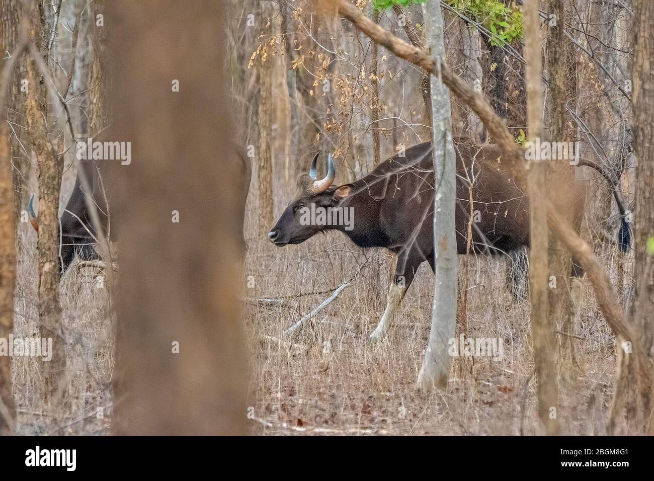 An image of an Indian Bison (Gaur) walking in the forest of Pench ...