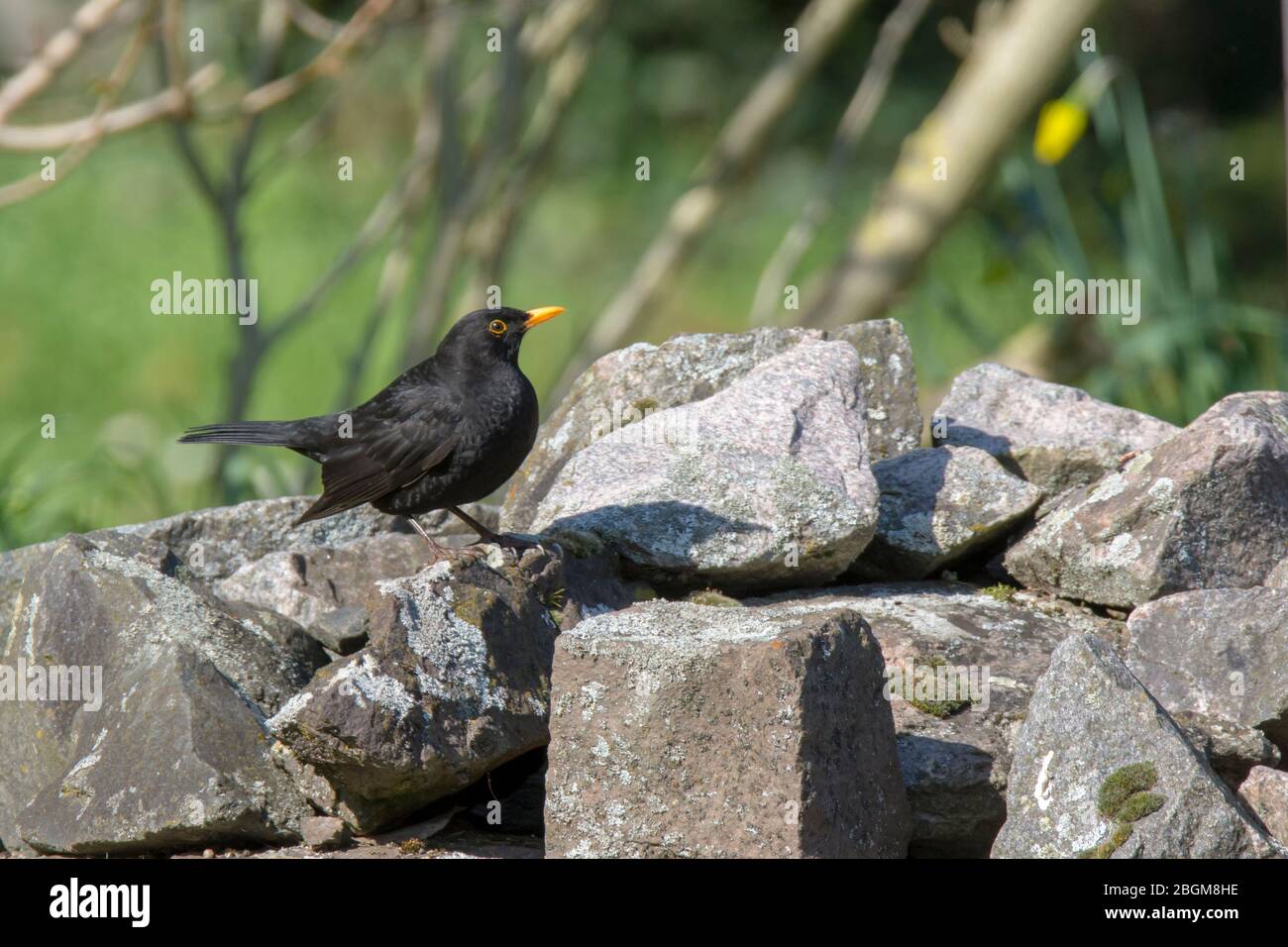 Blackbird sitting on a pile of sandstones against a blurred green ...