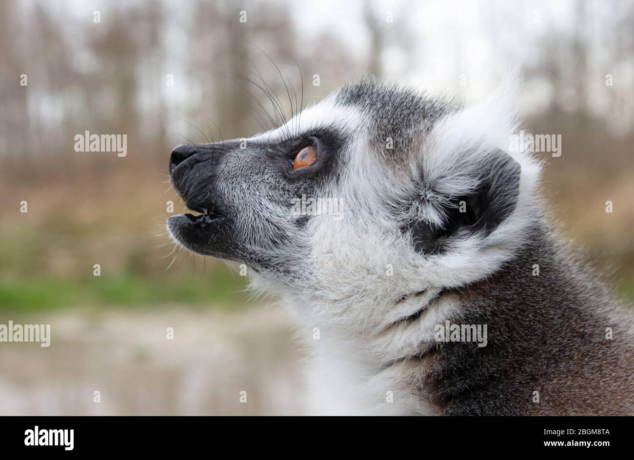 Ring-Tailed Lemur closeup portrait, a large gray primate with golden ...