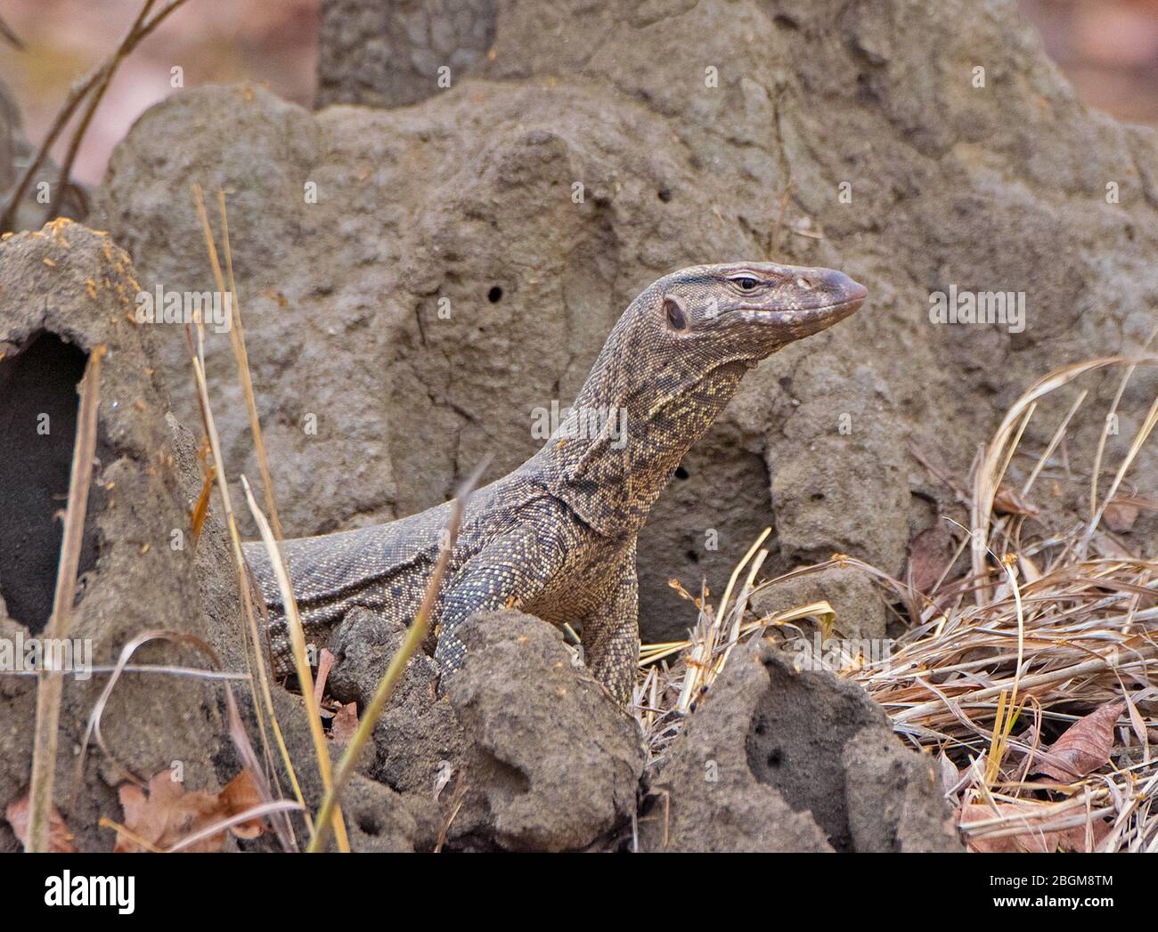 Monitor lizard family hi-res stock photography and images - Alamy