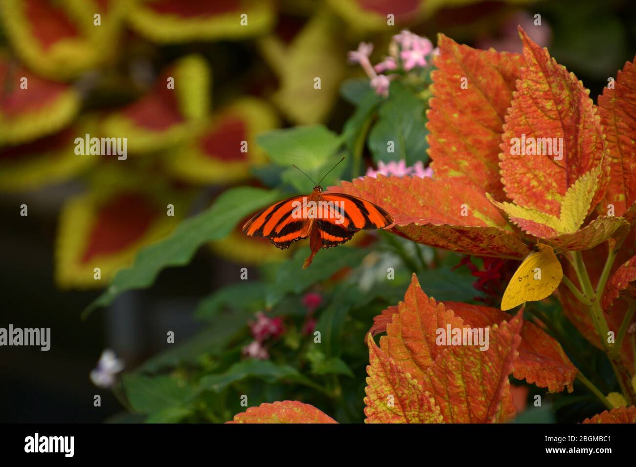 tropical dryadula phaetusa female butterfly also called orange tiger on ...