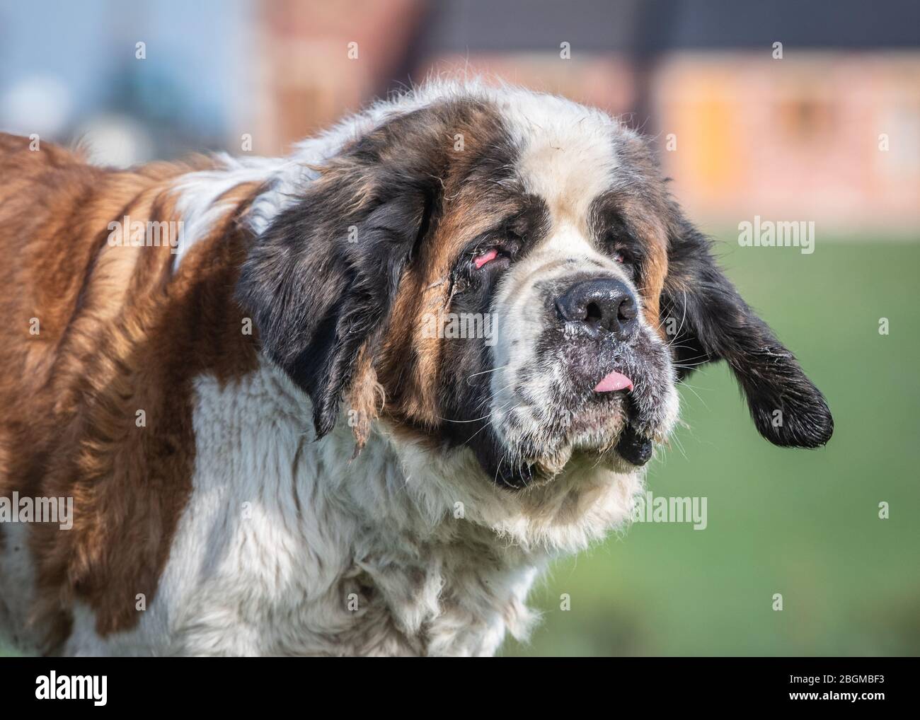 Alpine mastiff archaic hi-res stock photography and images - Alamy
