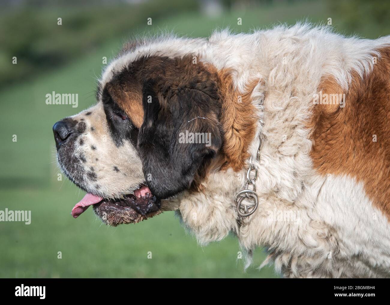 St Bernard Dog in various poses Stock Photo - Alamy