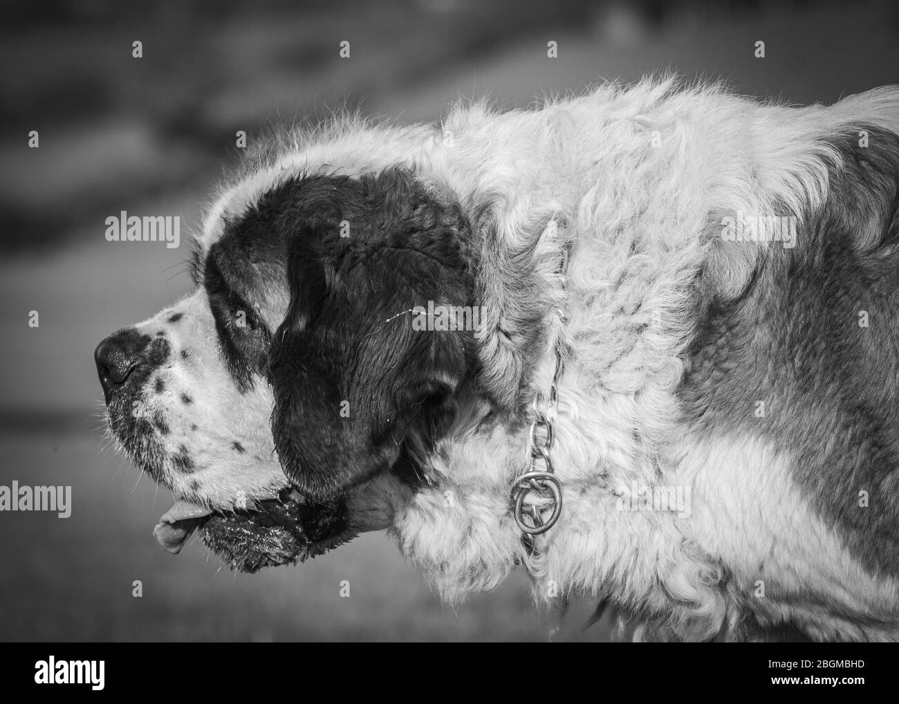 St Bernard Dog in various poses Stock Photo - Alamy
