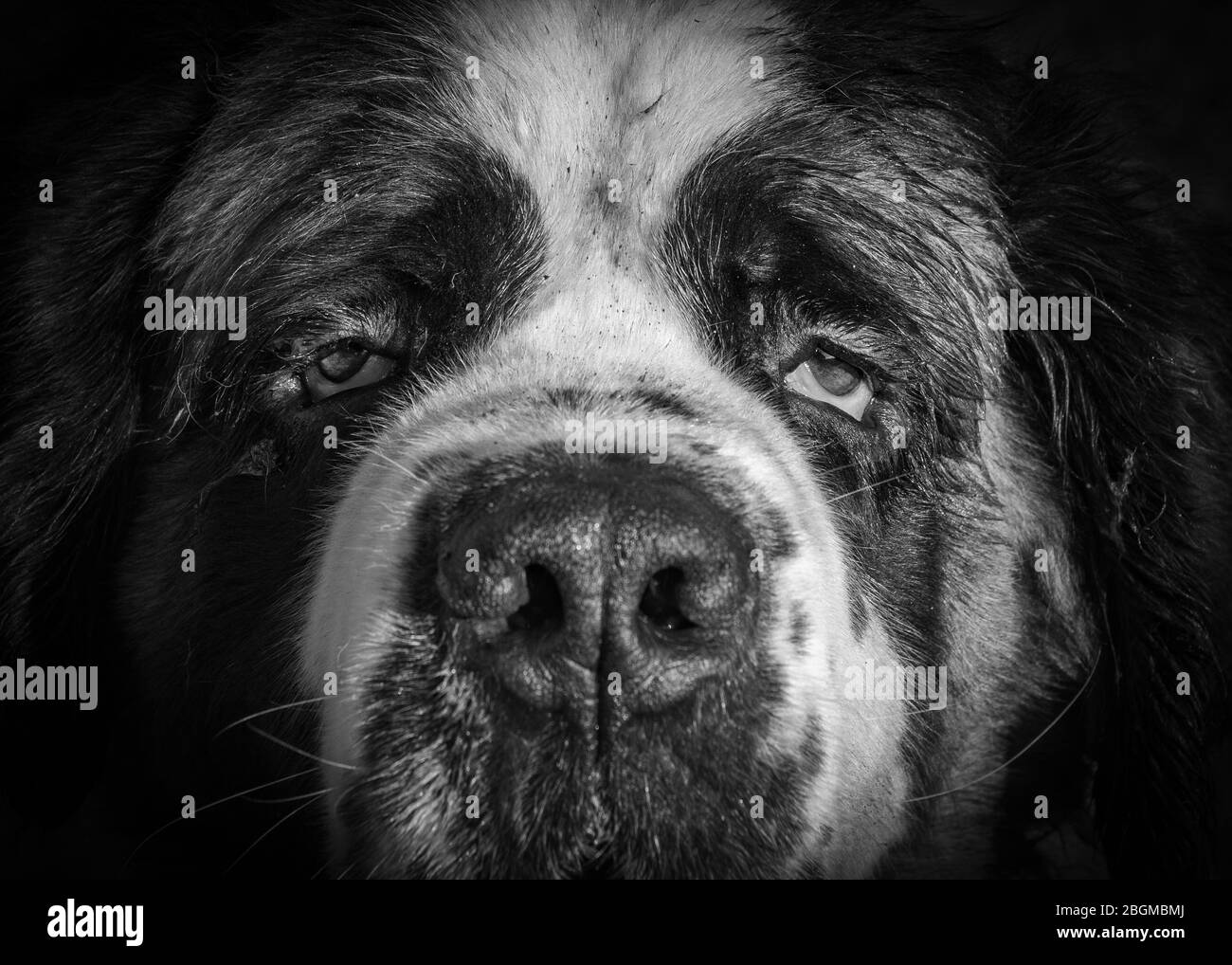 Saint bernard dog face Black and White Stock Photos & Images - Alamy