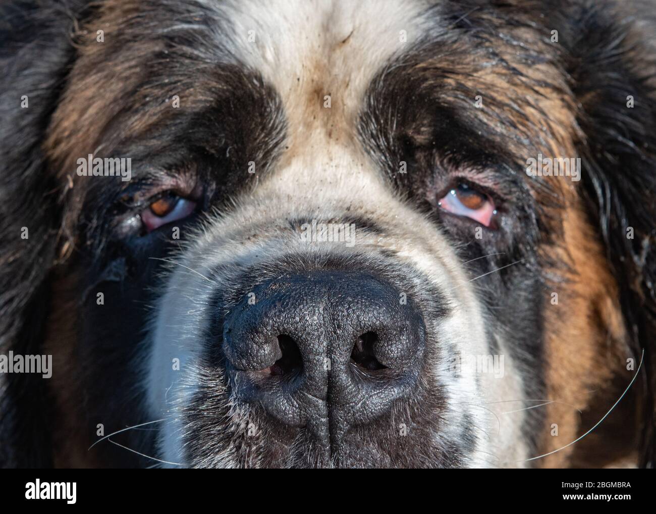 Barry the st bernard dog hi-res stock photography and images - Alamy