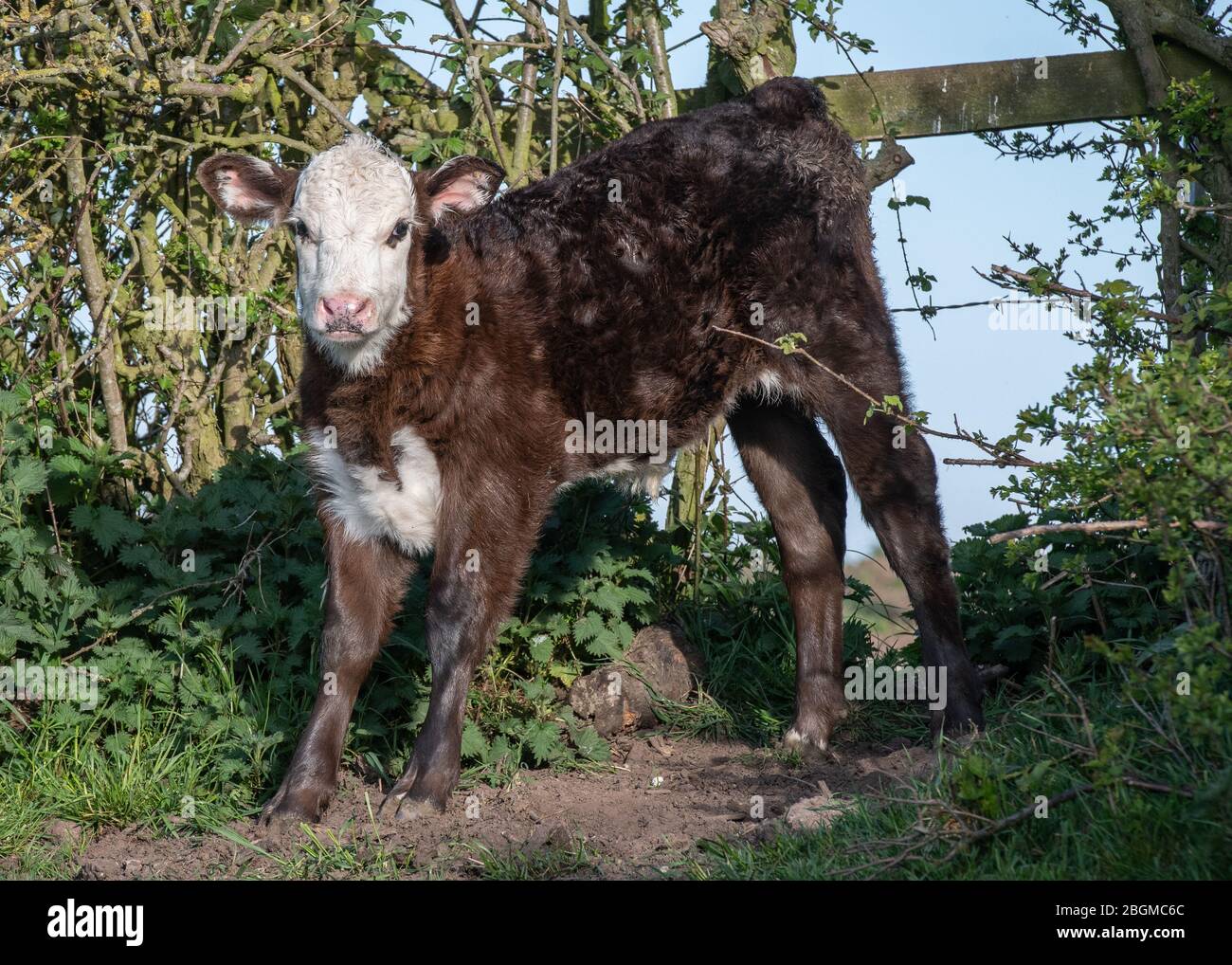 Weaner calf cow hi-res stock photography and images - Alamy