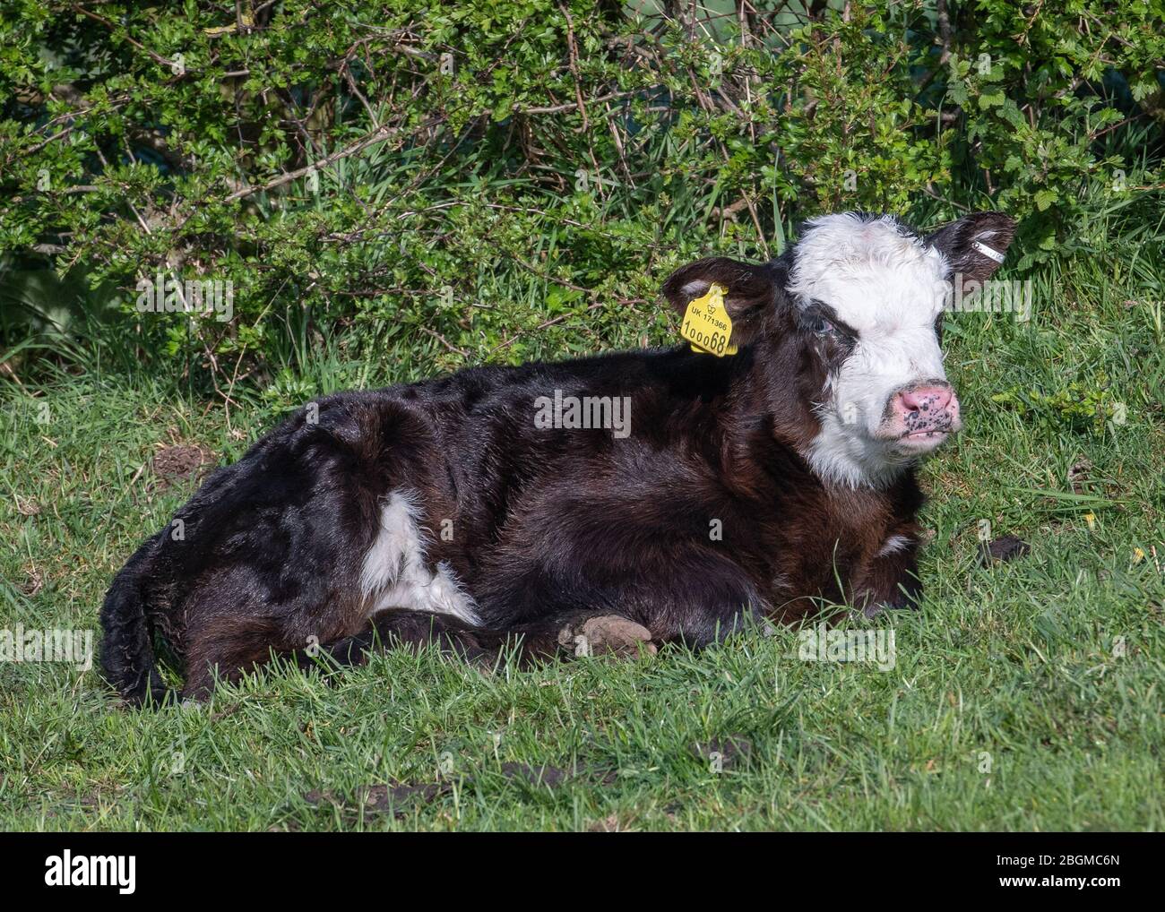 Weaner cow calf hi-res stock photography and images - Alamy