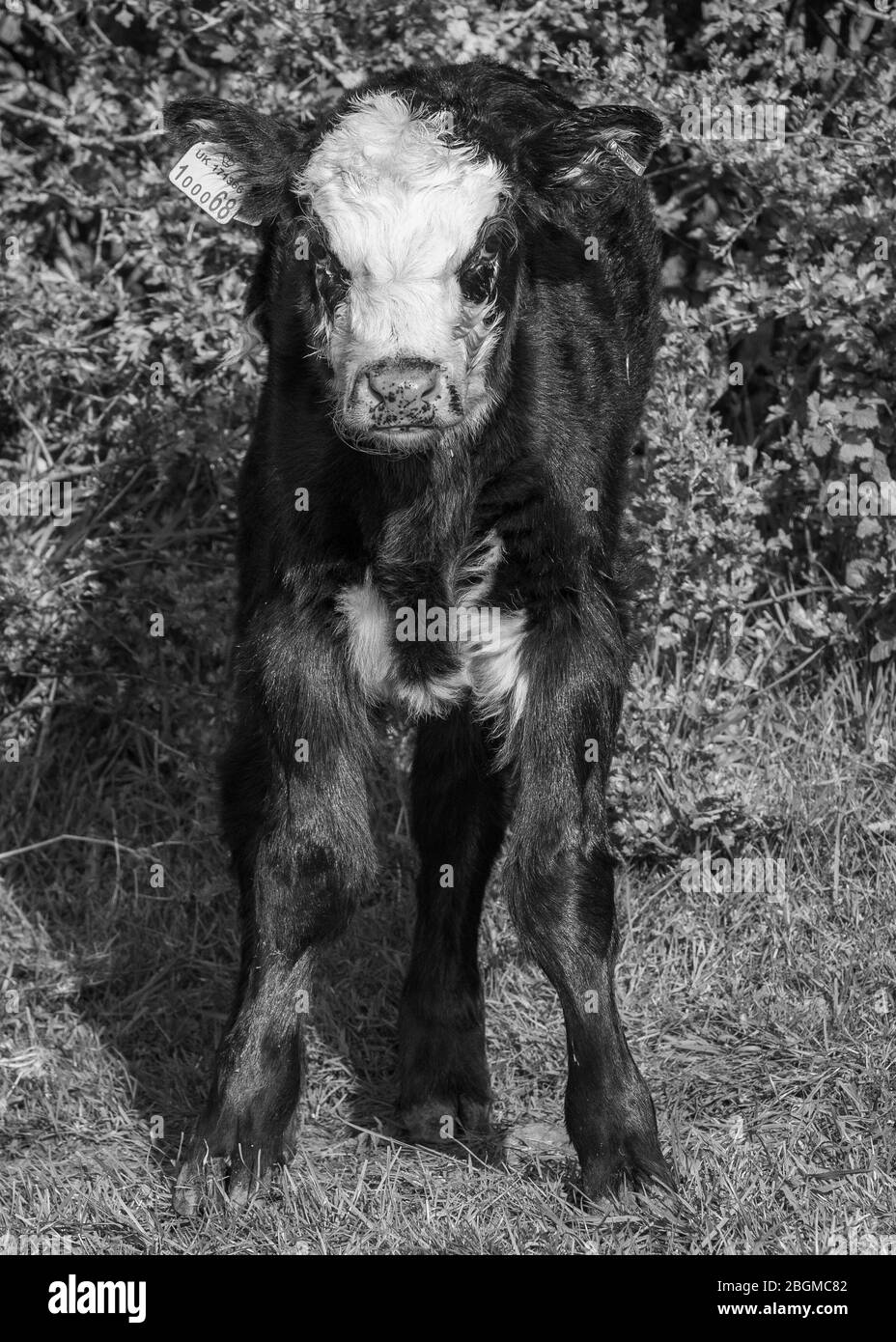 Calf weaner hi-res stock photography and images - Alamy