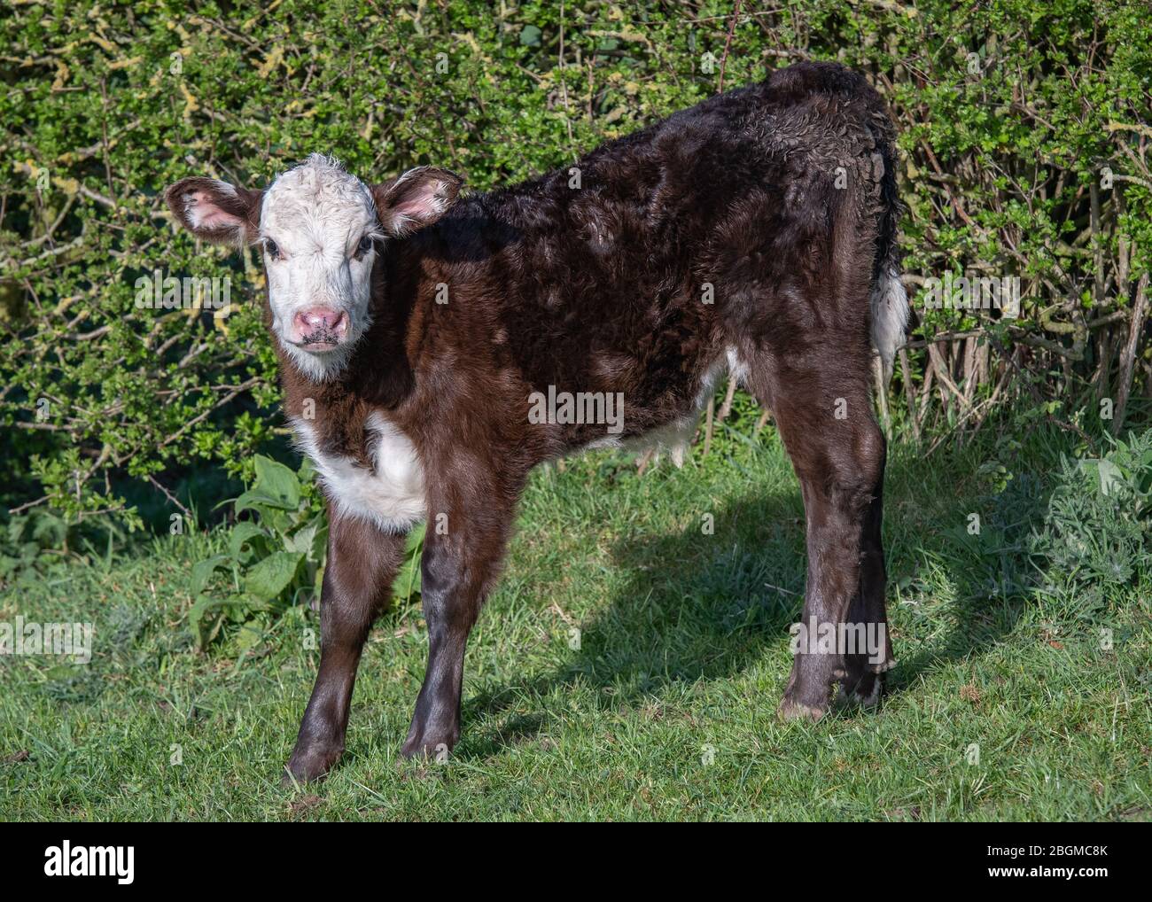 Weaner calf cow hi-res stock photography and images - Alamy