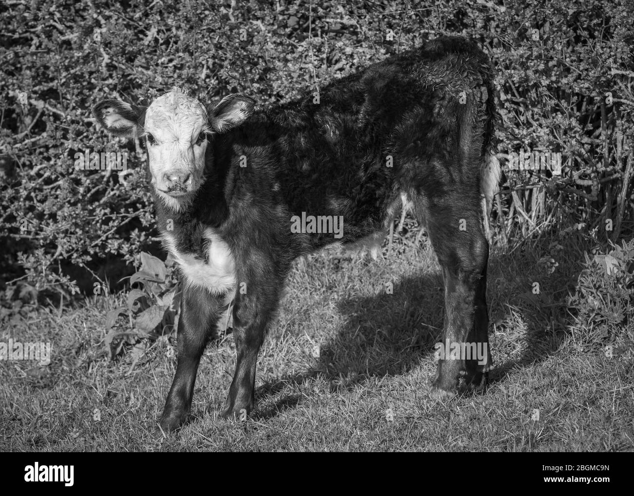 Weaning cow Black and White Stock Photos & Images - Alamy
