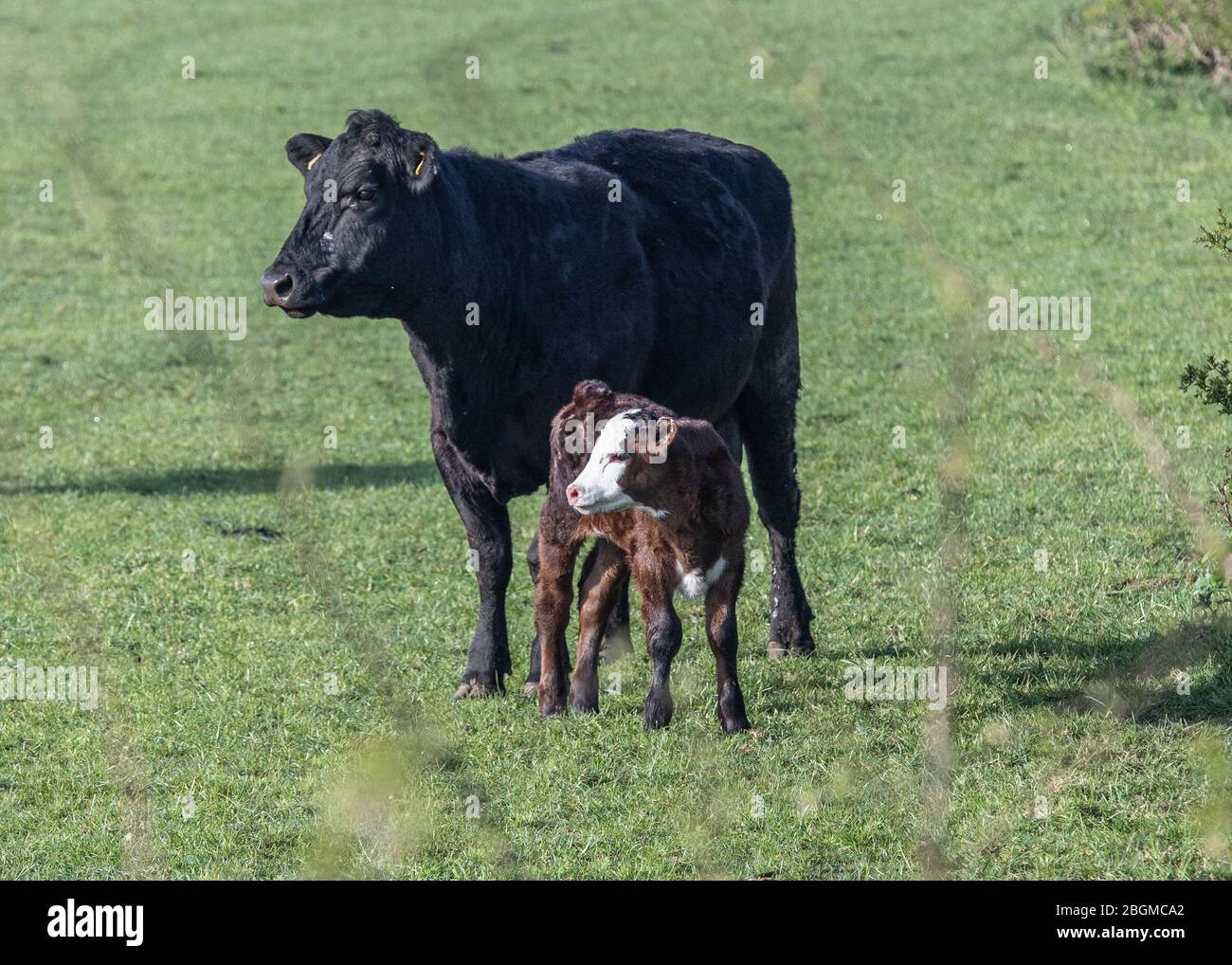 Weaner cow calf hi-res stock photography and images - Alamy