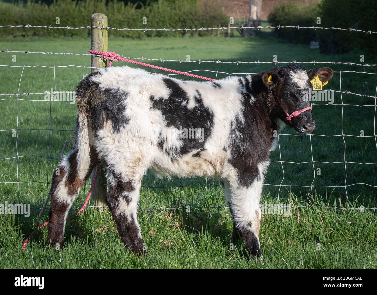 Weaner cow calf hi-res stock photography and images - Alamy