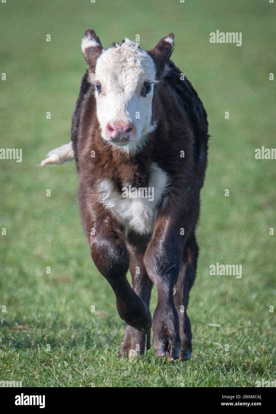 Calf weaning hi-res stock photography and images - Alamy