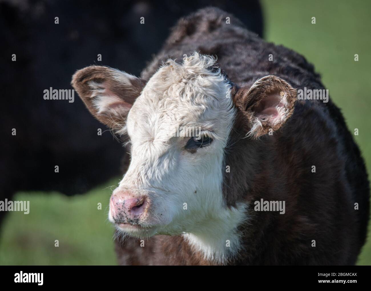 Weaner cow calf hi-res stock photography and images - Alamy
