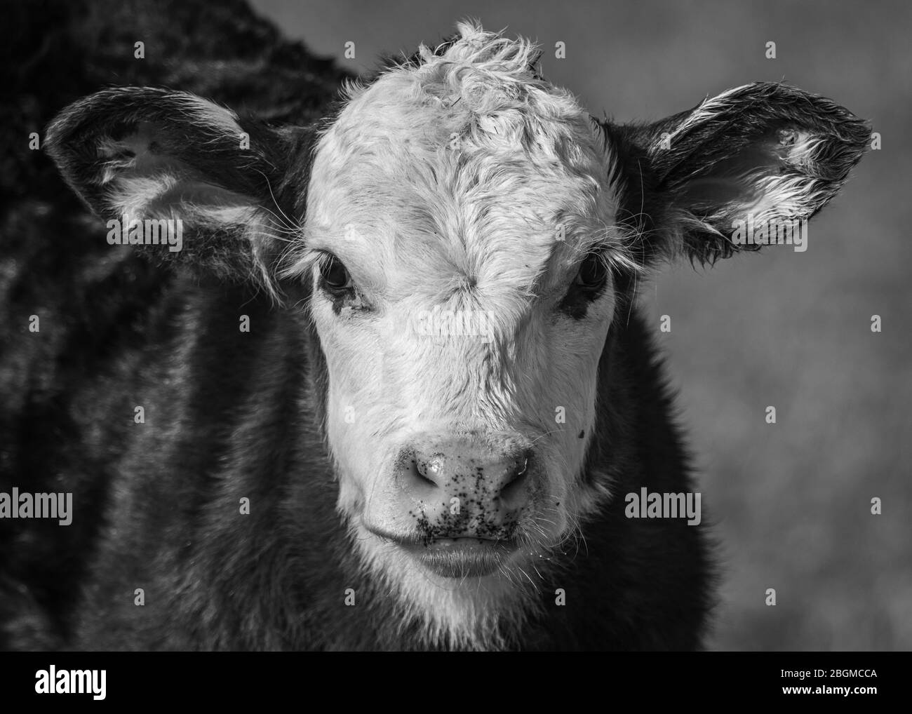 Calf weaner hi-res stock photography and images - Alamy