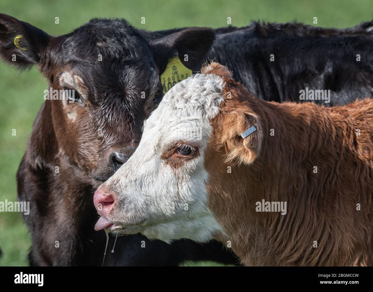 Calf weaner hi-res stock photography and images - Alamy