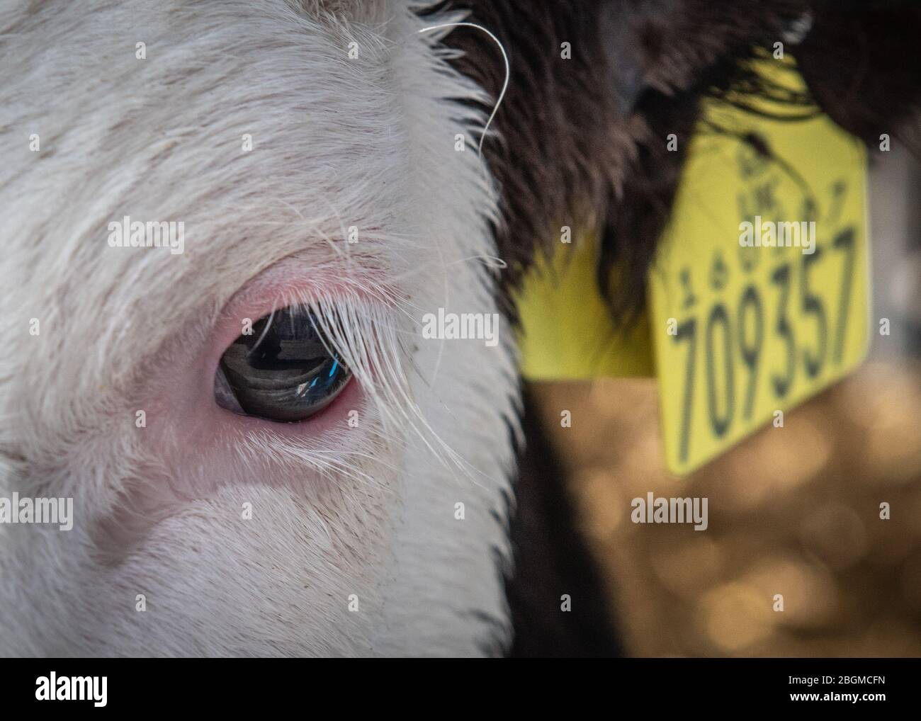 Weaner cow calf hi-res stock photography and images - Alamy