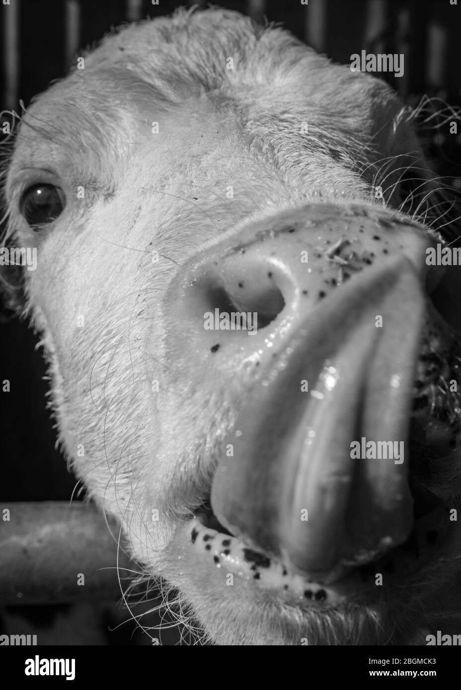 Calf Weaner High Resolution Stock Photography and Images - Alamy