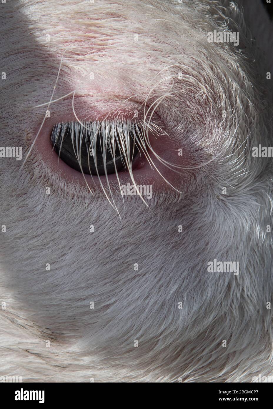 Weaner cow calf hi-res stock photography and images - Alamy