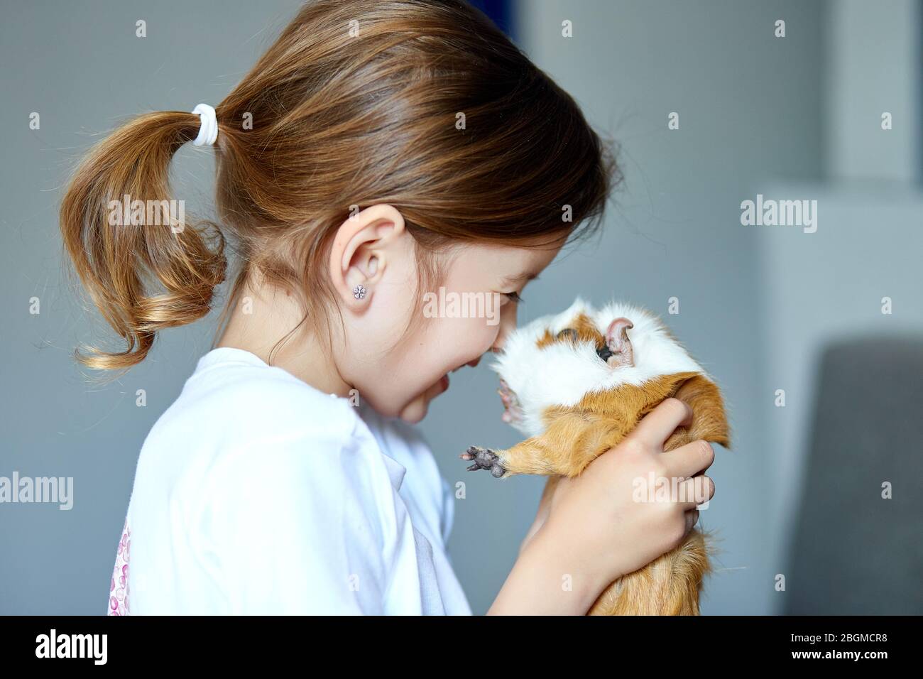 Portrait of happy smiling little girl hugging red guinea pig. Adorable ...