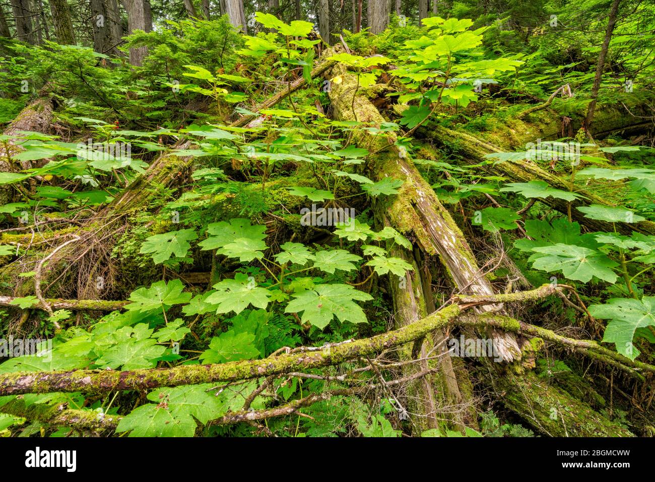 Devils walking stick, large shrub at Giant Cedars Boardwalk Trail ...