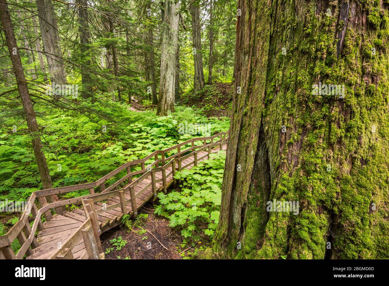 Western red cedar tree, Giant Cedars Boardwalk Trail, Mount Revelstoke ...