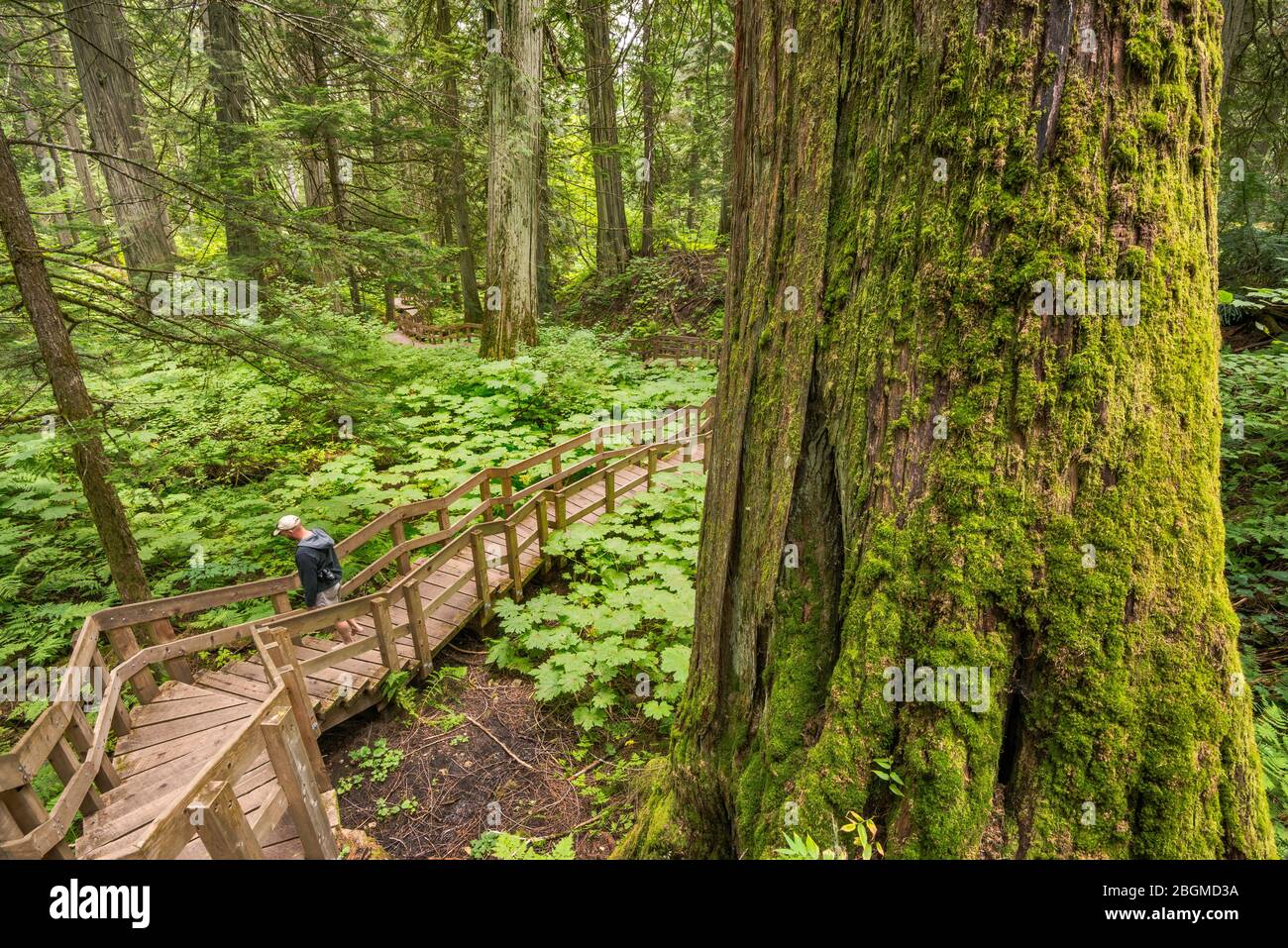 Western redcedar forest hi-res stock photography and images - Alamy
