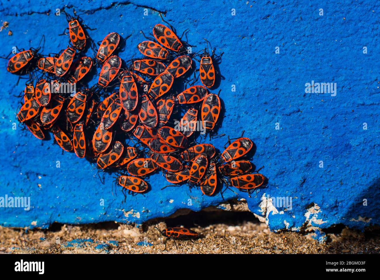 Fire bugs on a blue background, Pyrrhocoris apterus, blue background ...