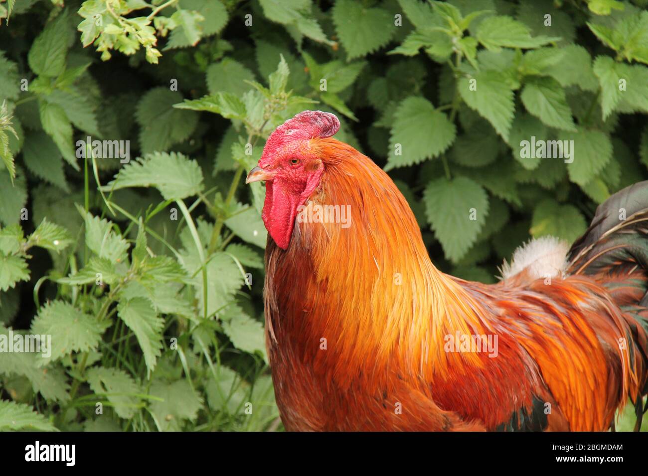 A Magnificent Large Farmyard Rooster Cockerel Bird Stock Photo - Alamy