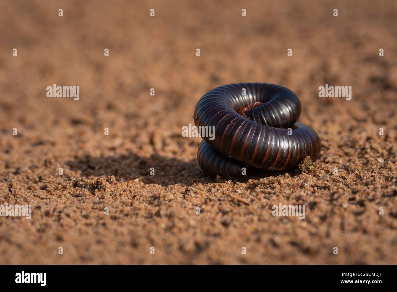 Red legged millipede hi-res stock photography and images - Alamy