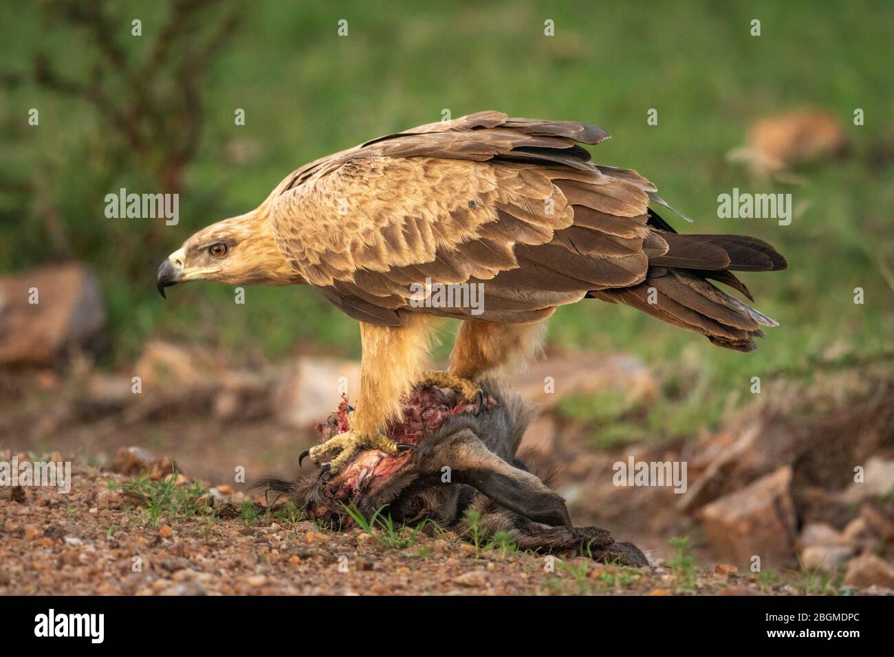 Lowering head hi-res stock photography and images - Alamy