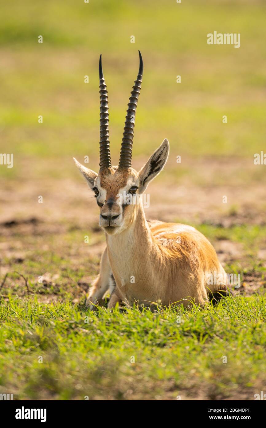 Thomsons gazelle on the african savanna hi-res stock photography and ...