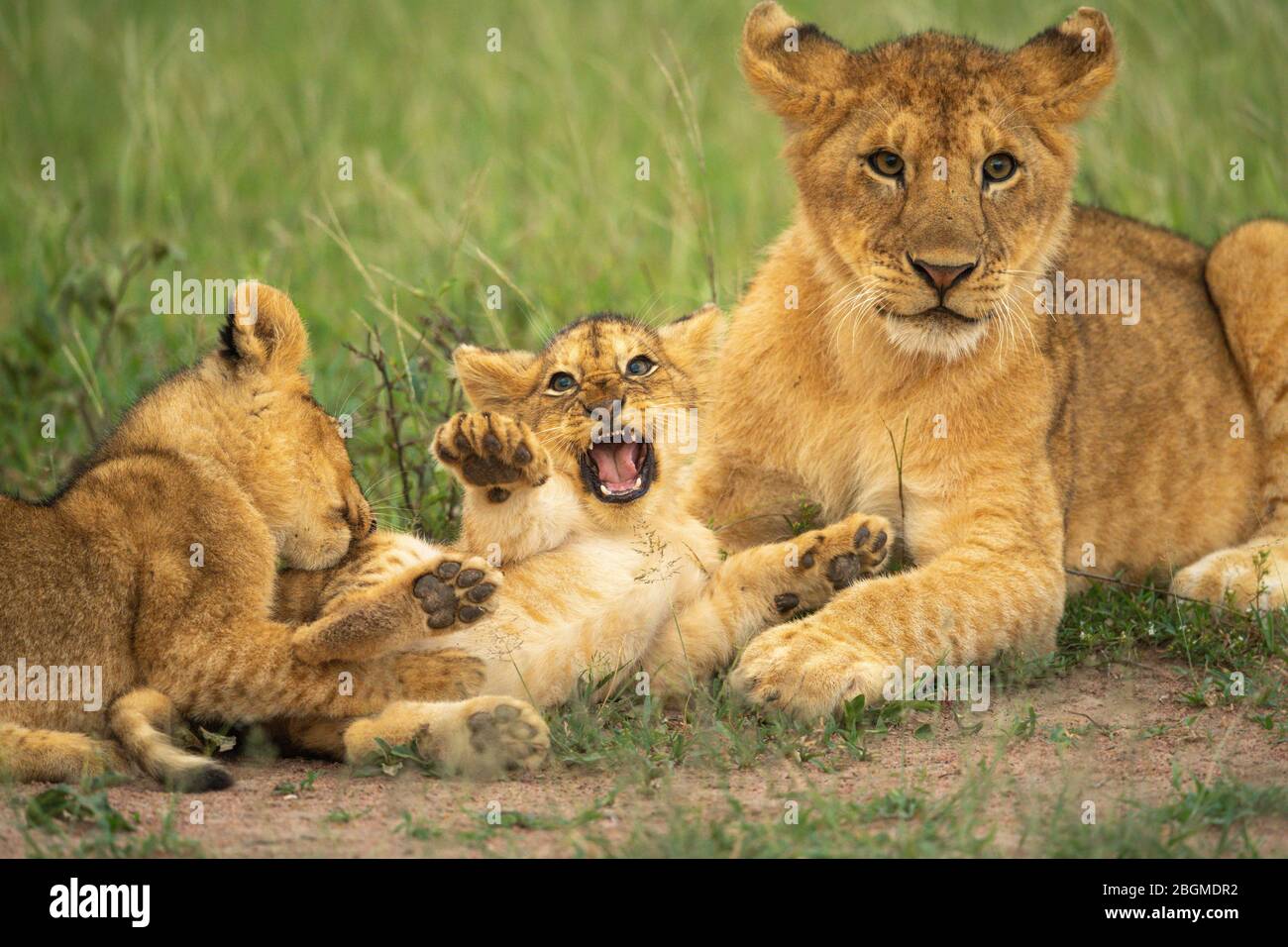 Three lion cubs play fight in grass Stock Photo - Alamy