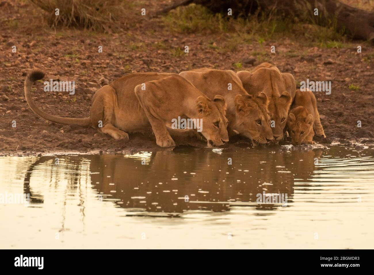 Three lionesses and cub drink from pond Stock Photo - Alamy