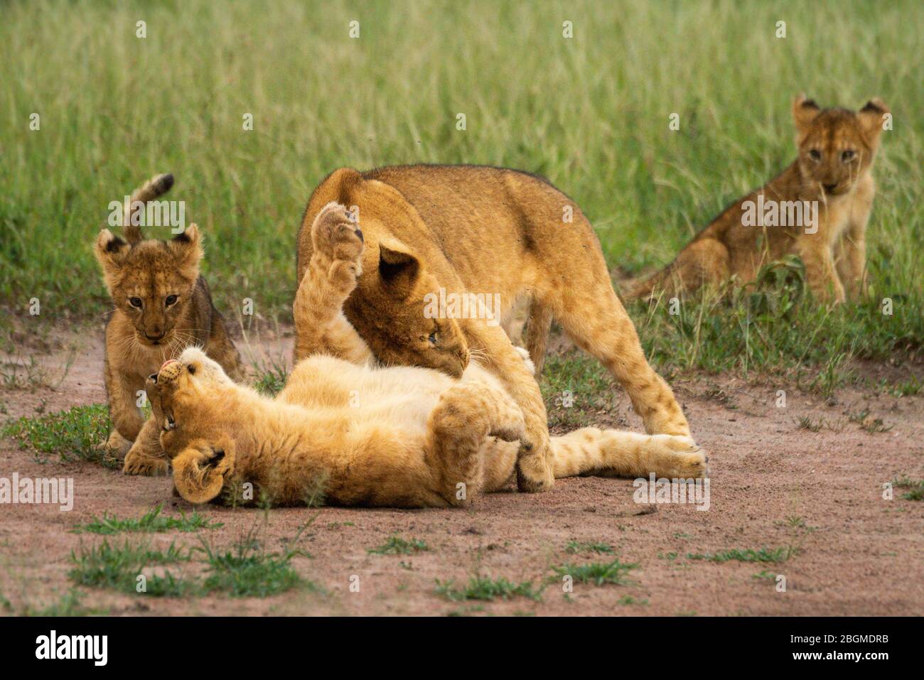 Three lion cubs play fighting near another Stock Photo - Alamy