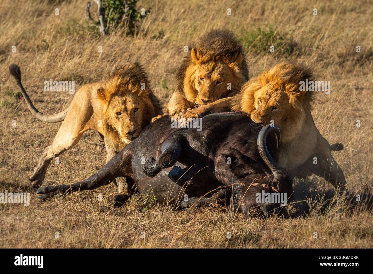 Three male lion feed on Cape buffalo Stock Photo - Alamy