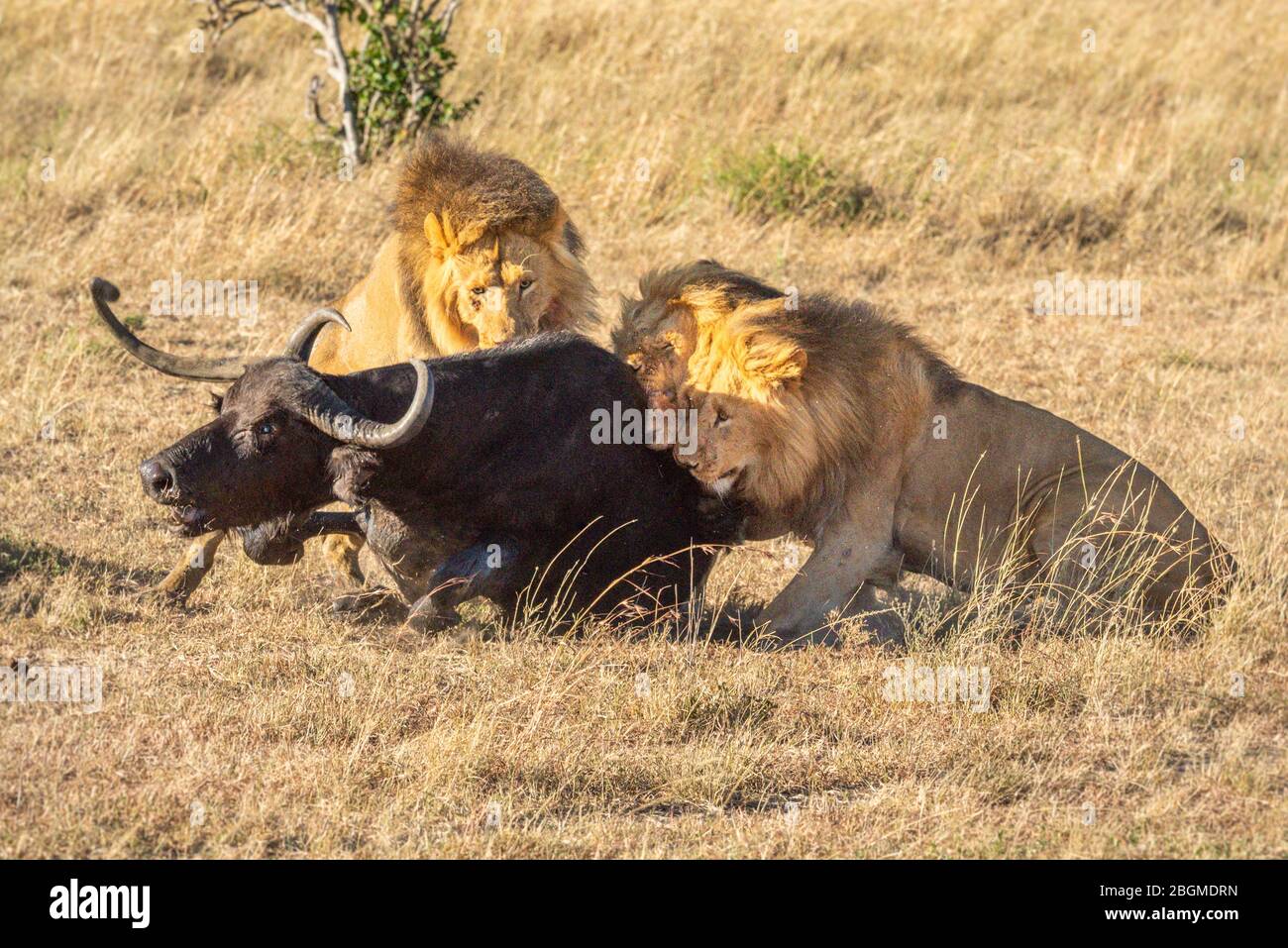 Three male lion bite Cape buffalo hindquarters Stock Photo - Alamy