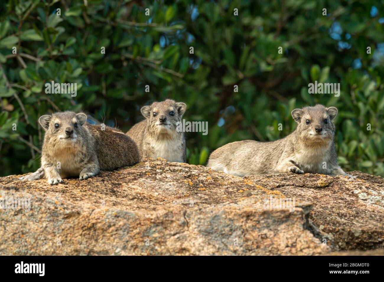 Three rock hyrax on rock by trees Stock Photo - Alamy