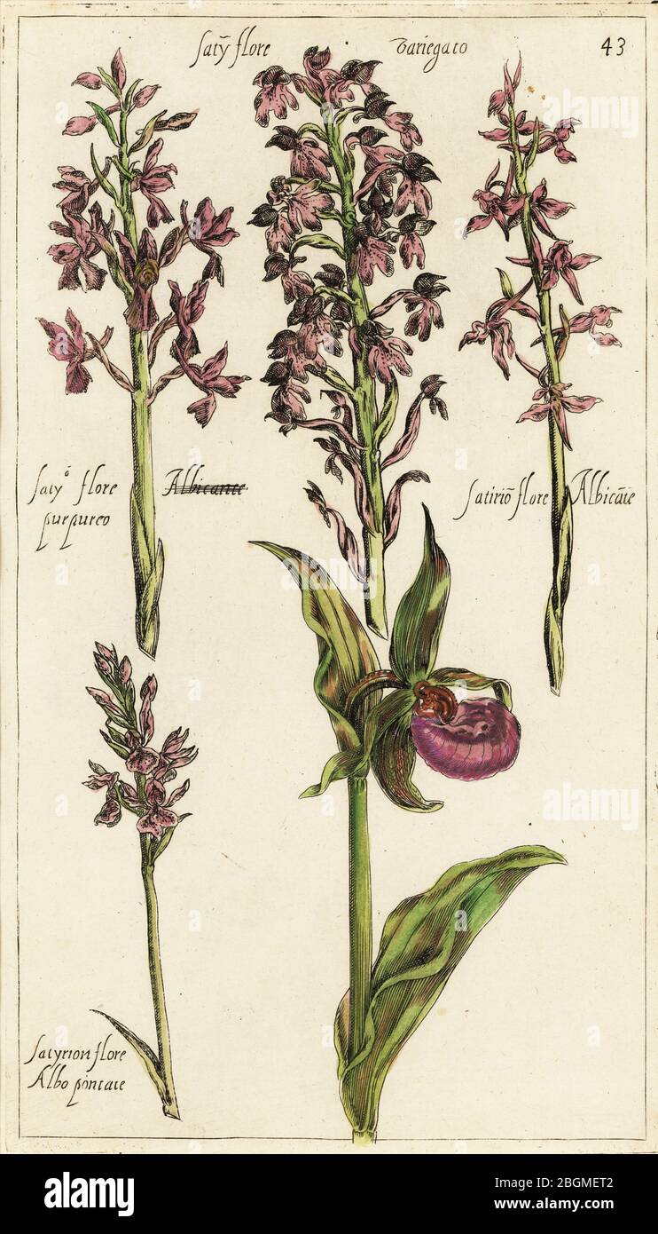 Satyrion flore albopontate hi-res stock photography and images - Alamy