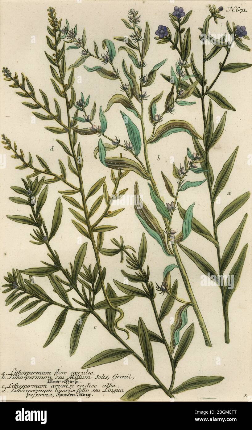 Lithospermum arvense radice alba hi-res stock photography and images ...