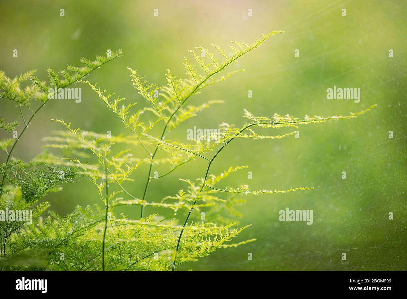 Asparagus fern hi-res stock photography and images - Alamy