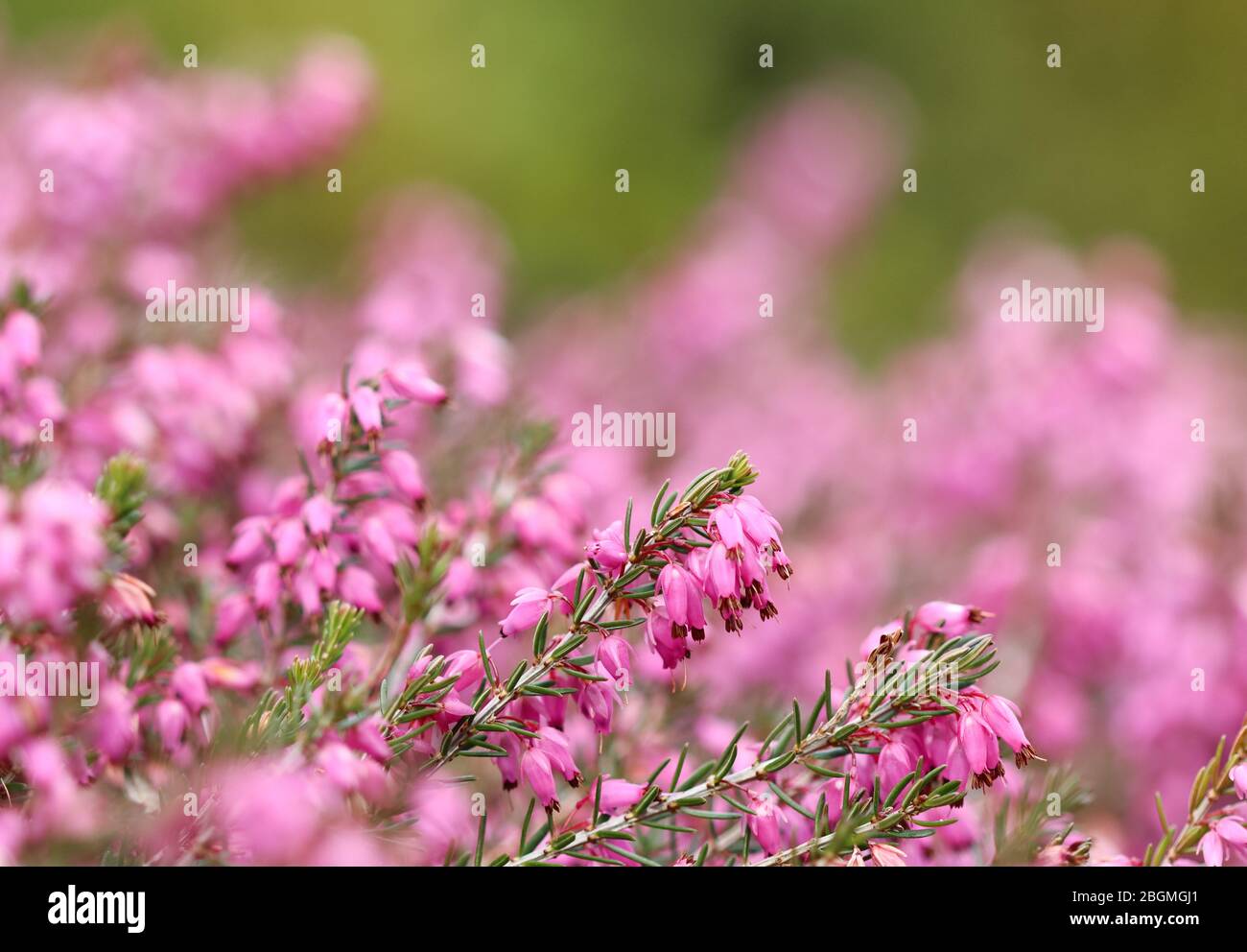 Pink Erica carnea flowers (winter Heath) in the garden in early spring ...