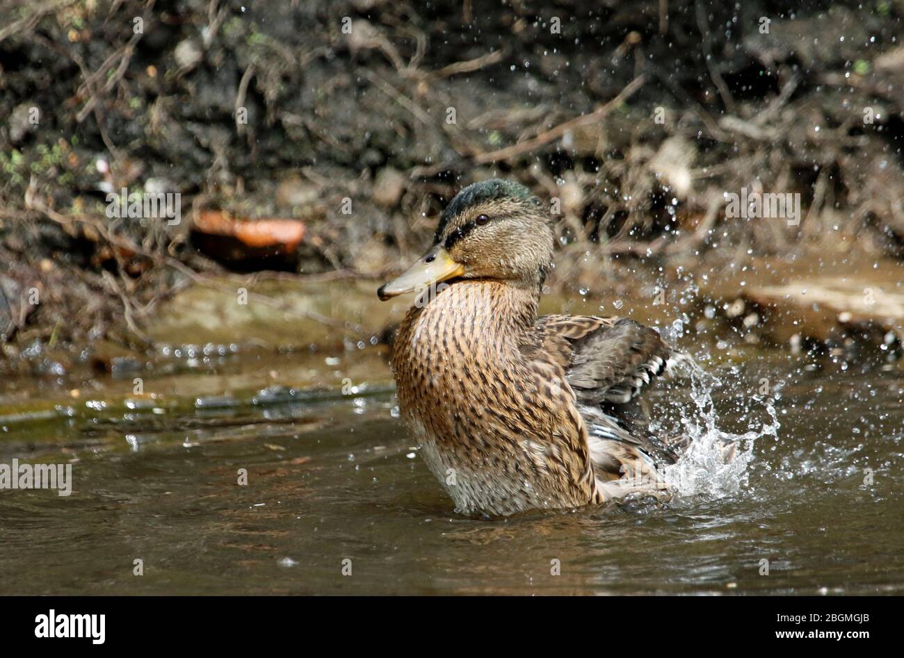Female Mallard bathing and preening Stock Photo - Alamy