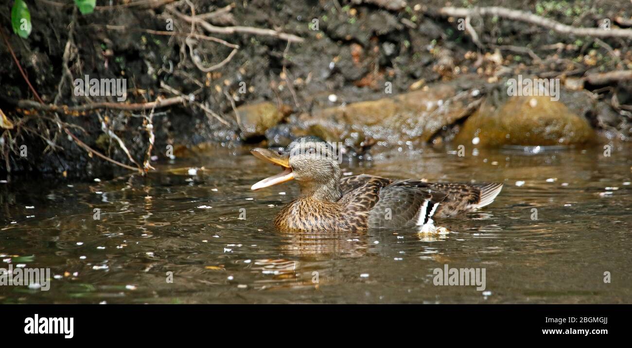 Female Mallard bathing and preening Stock Photo - Alamy